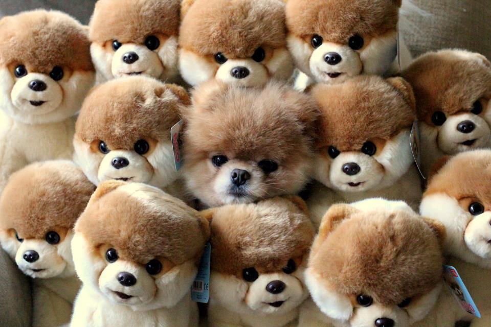 Chien trop mignon Manutritionniste Chien trop mignon Manutritionniste